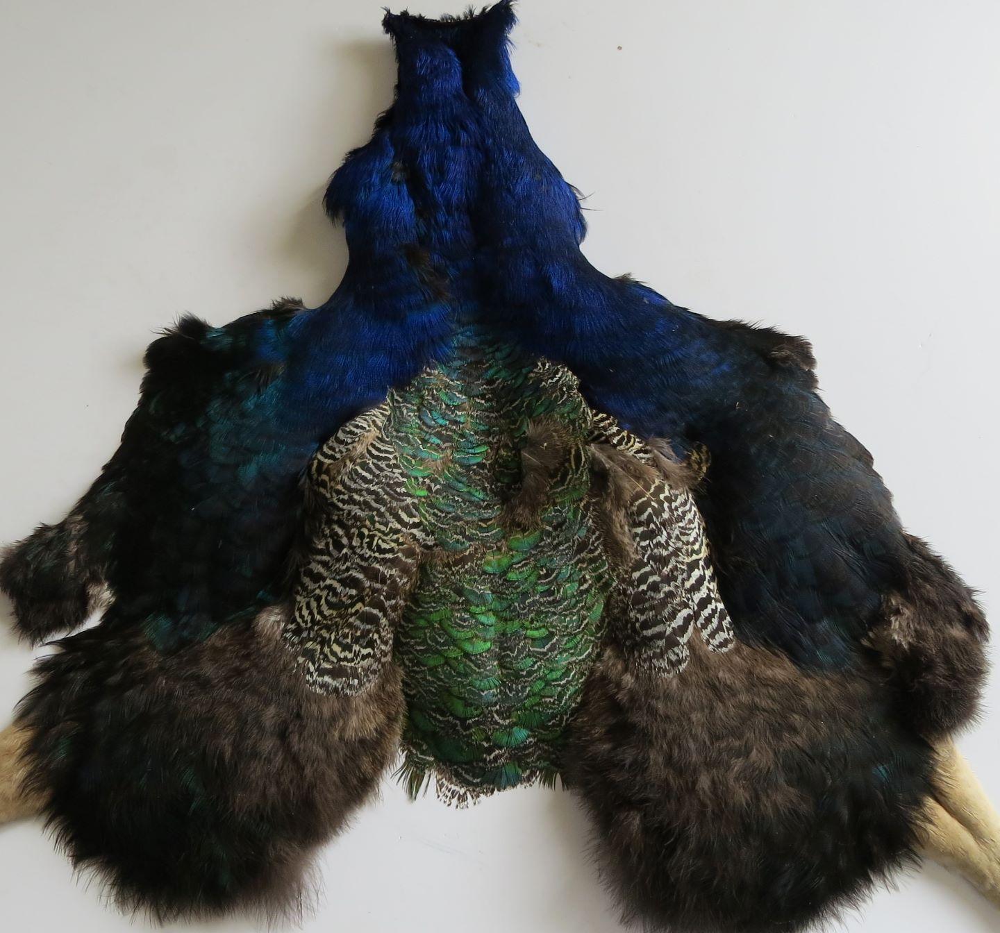 Shimmering Green Peacock Pelt - Feathergirl