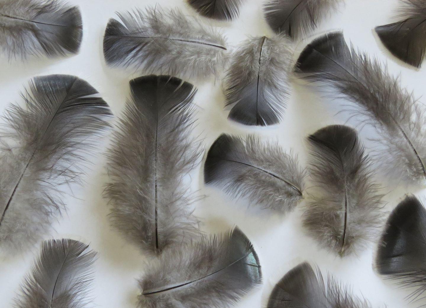 Chocolate White Tipped Feathers - Feathergirl