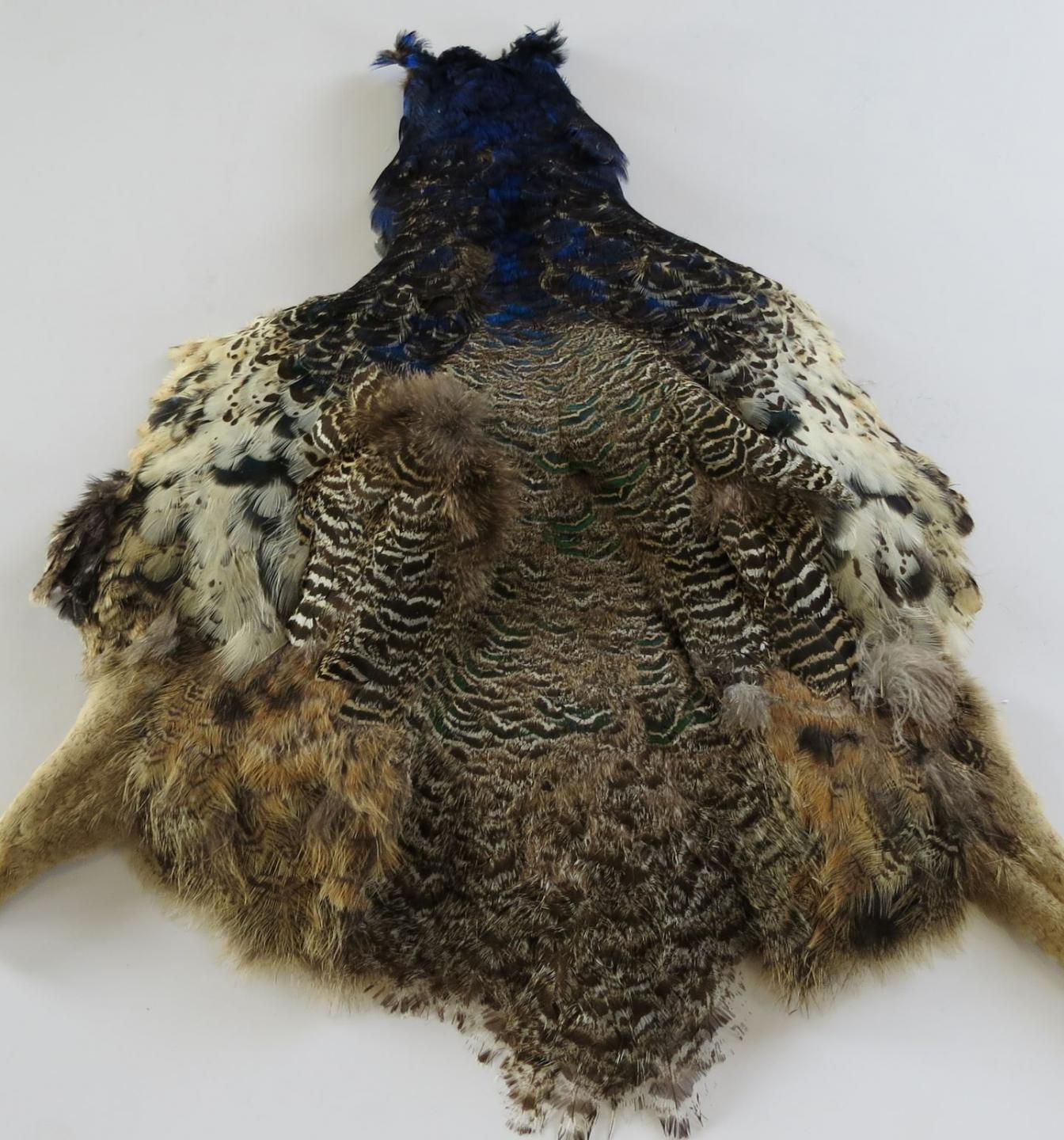 Juvenile Peacock Pelt - Feathergirl