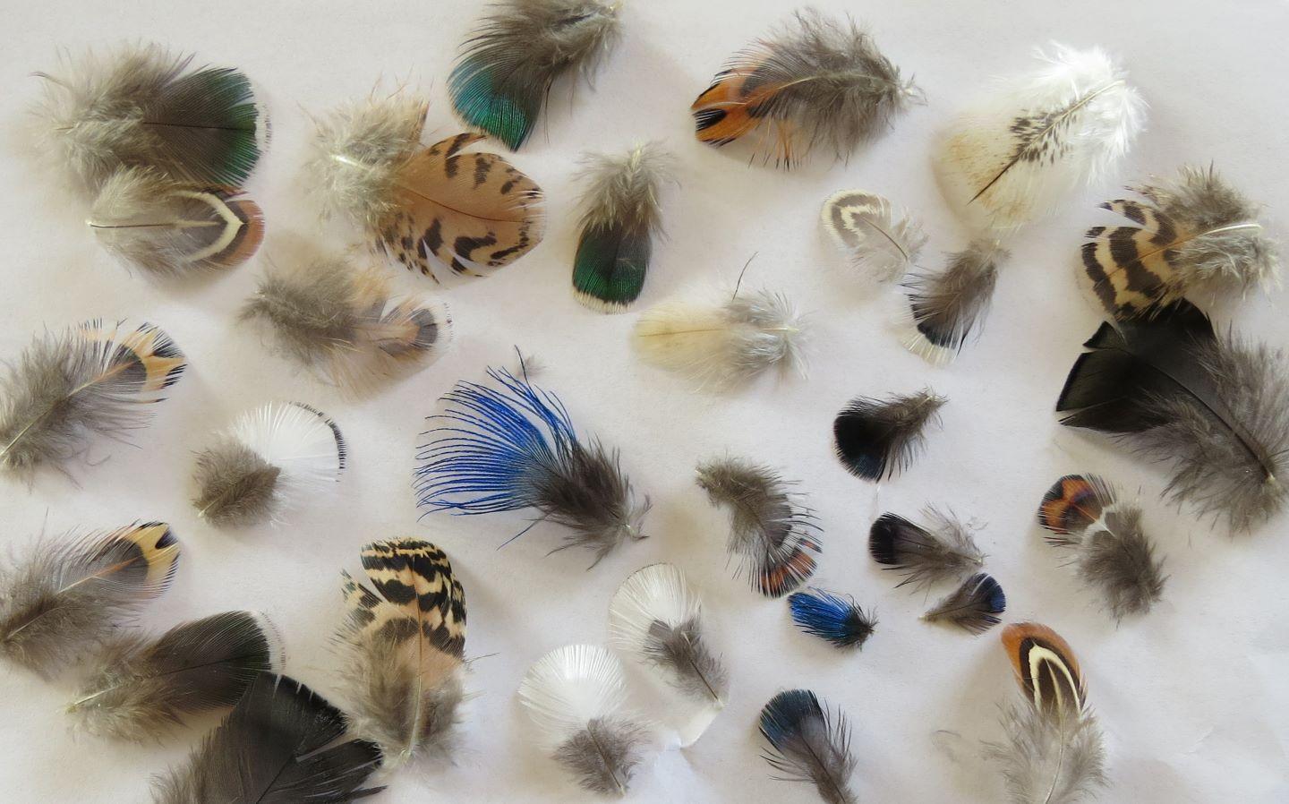 Mixed Small Feathers - Feathergirl