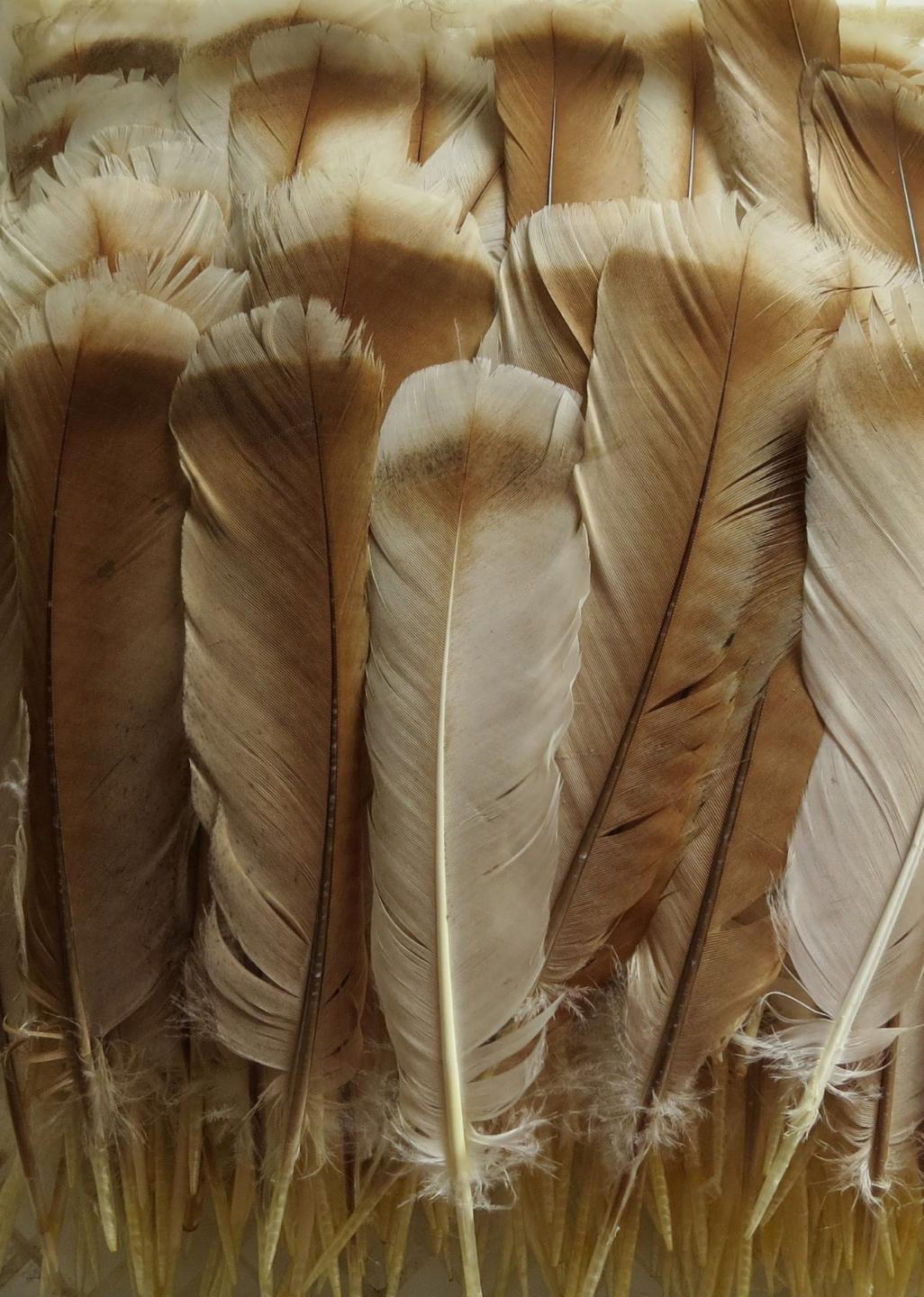 Turkey Flats Feathers Ginger - Feathergirl
