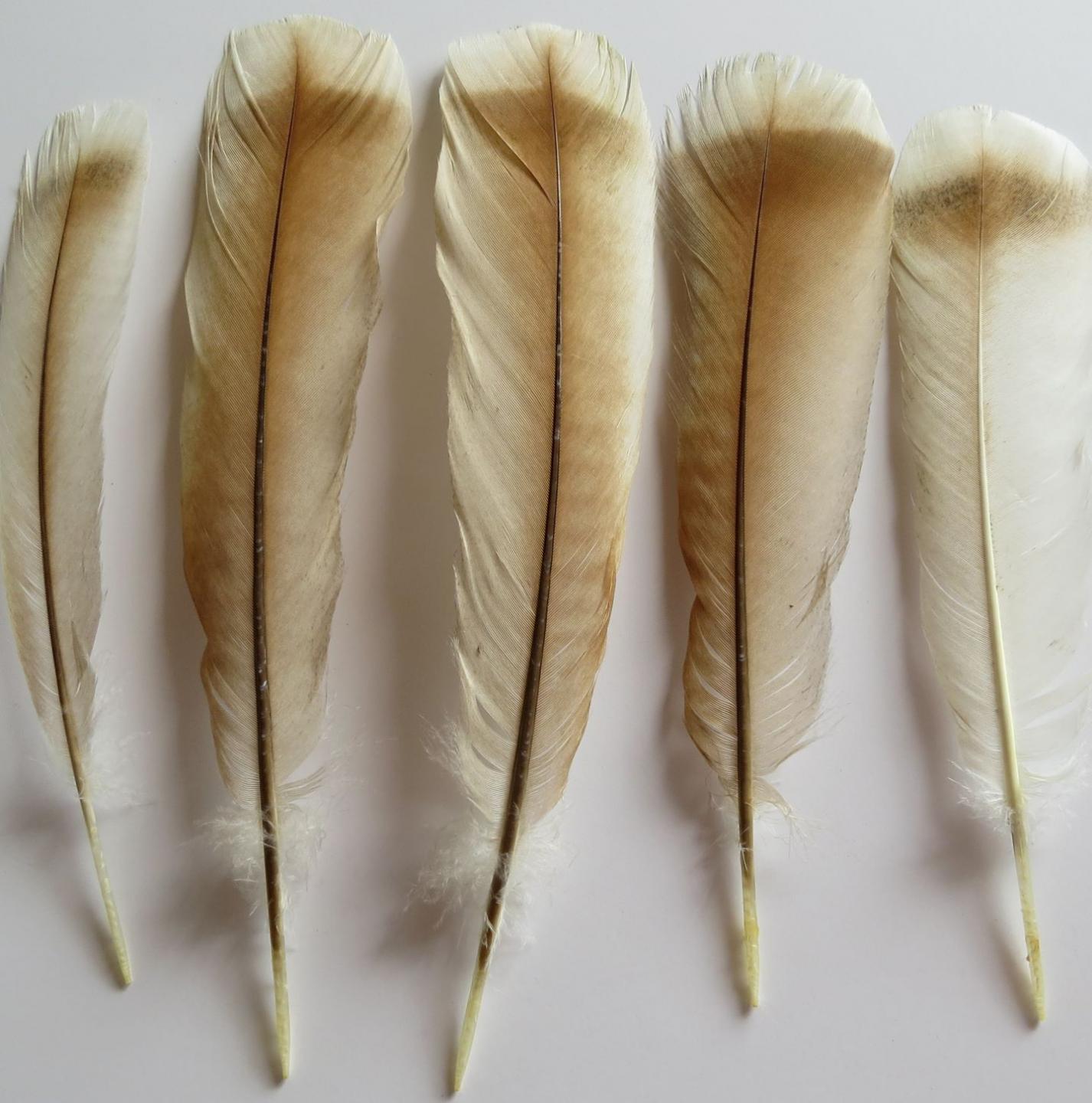 Turkey Flats Feathers Ginger - Feathergirl