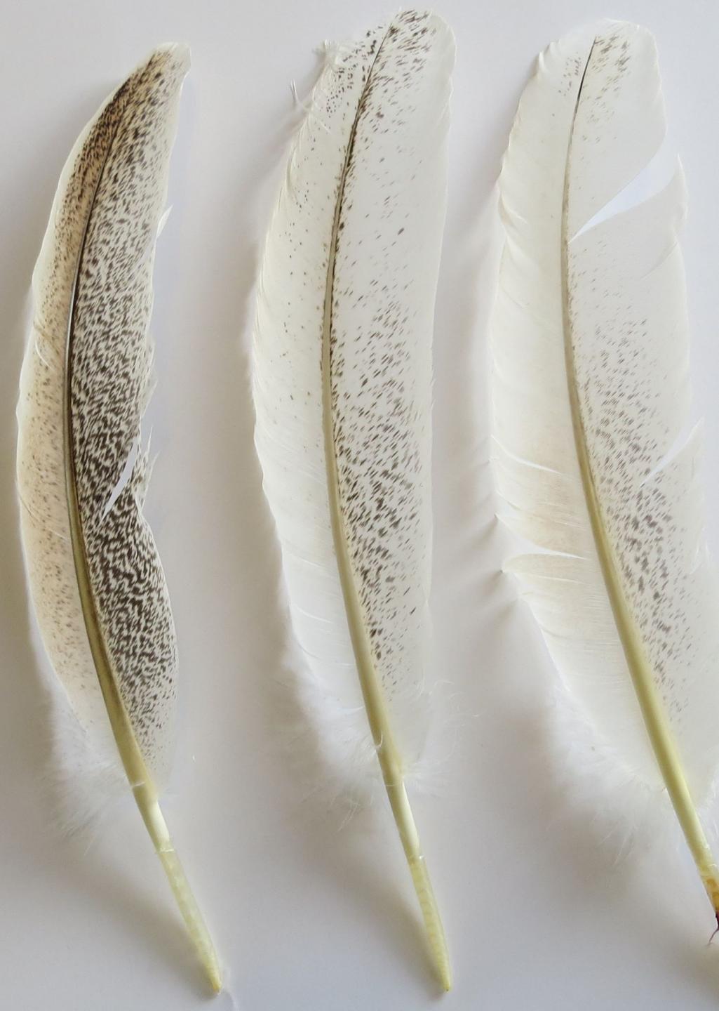 White Speckled Wing Quill Feathers - Feathergirl