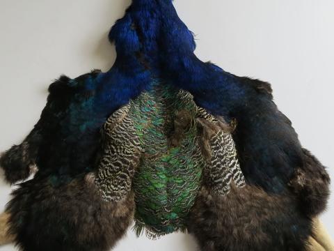 Feather Search | Feathergirl