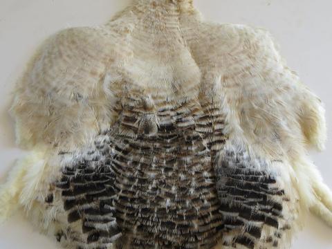 Feather Search | Feathergirl