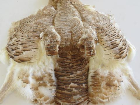 Feather Search | Feathergirl