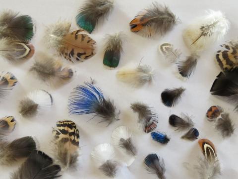 Loose Feathers | Feathergirl