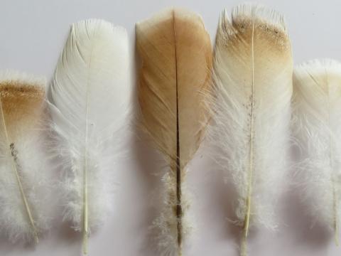 Turkey Flats - Tail Feathers | Feathergirl