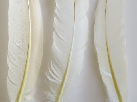 Quill Feathers | Feathergirl