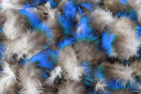 Feathergirl Suppliers of the Finest Feathers and Trout Flies