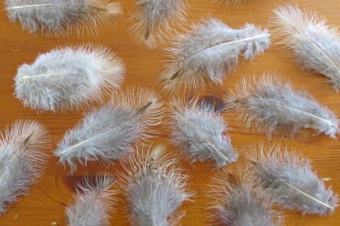 Feathergirl Suppliers of the Finest Feathers and Trout Flies